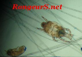 Maladies: Dermato: Listophorus Gibbus